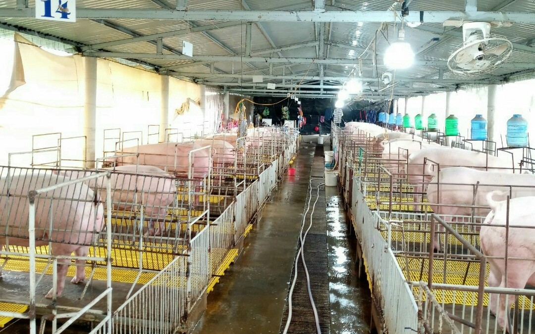 L'impact de l'épidémie de PPA sur la filière porcine vietnamienne ...