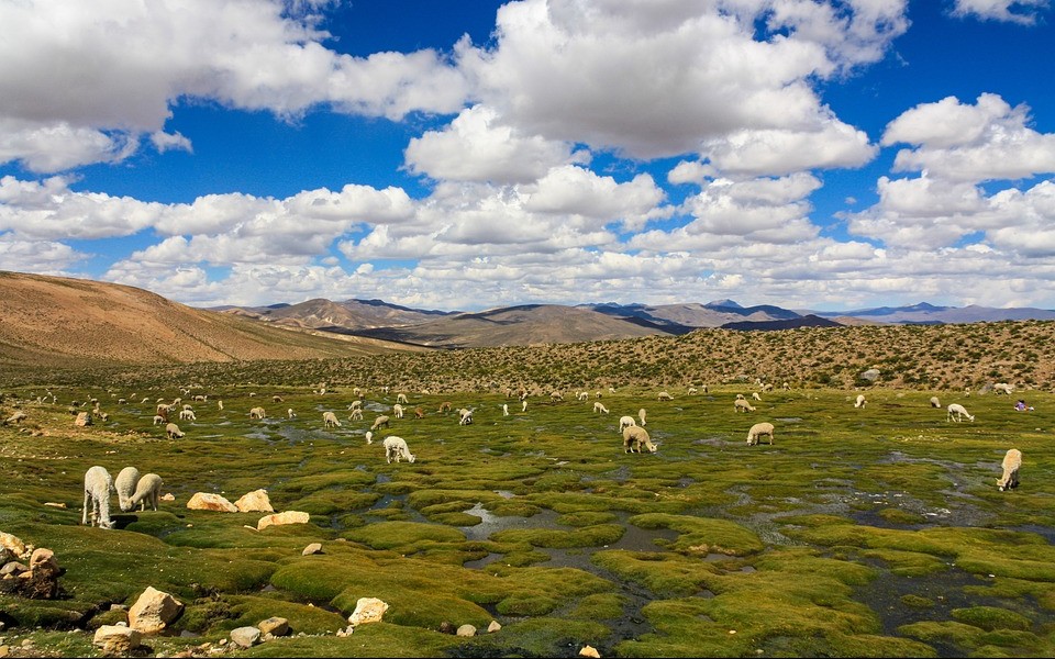 Amérique Andine: Brèves N°41 du 28 octobre au 3 novembre 2022 ...